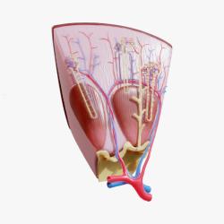 kidney nephron anatomy 3D Models | Page 1 | STLFinder