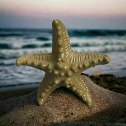 commons fp candidates starfish spring 2024 spanish name plant 3D Models ...