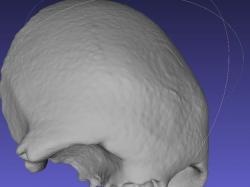 anatomy of frontal bone 3D Models | Page 1 | STLFinder