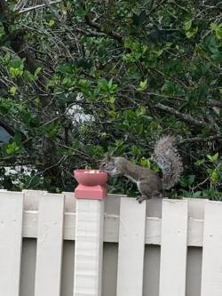 chain link fence bird feeder 3D Models | Page 1 | STLFinder
