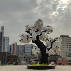 sakura japanese bonsai tree 3D Models | Page 1 | STLFinder