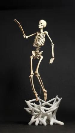 1 4 scale human skeleton 3D Models | Page 1 | STLFinder