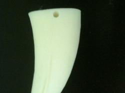 t rex tooth 3D Models | Page 1 | STLFinder