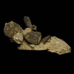 turtle fossil pokemon 3D Models | Page 1 | STLFinder