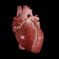 animated pumping heart 3D Models | Page 1 | STLFinder