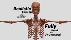 Exact realistic human male skeleton 3D Models | Page 1 | STLFinder