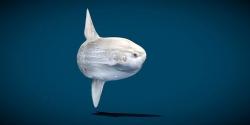 Ocean Sunfish Pendant 3D Models | Page 1 | STLFinder