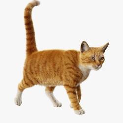 Cat Orange Tabby FUR ANIMATED 3D Models | Page 1 | STLFinder