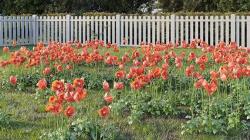 poppy flower temu plate 3D Models | Page 1 | STLFinder