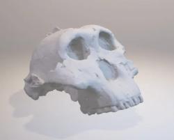 paranthropus 3D Models | Page 1 | STLFinder