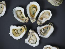 oyster shell 3d models | Page 1 | STLFinder