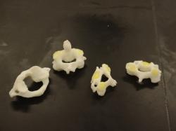 cervical vertebrae c1 3D Models | Page 1 | STLFinder