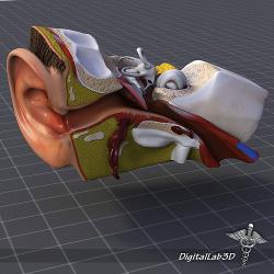 ear model anatomy | Page 1 | STLFinder