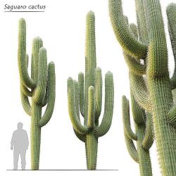 cactus epiphyllum sp 2 3d models | Page 1 | STLFinder