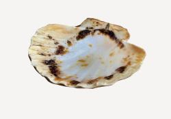 scallop box 3d models | Page 1 | STLFinder