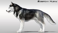 siberian husky fur animated 3d models | Page 1 | STLFinder