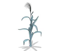 corn plant 3d model free download | Page 1 | STLFinder