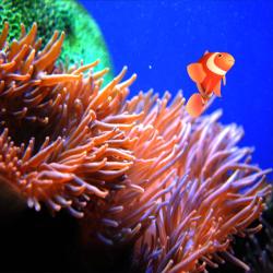 clownfish illustration logo style design 3D Models | Page 1 | STLFinder