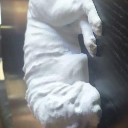 shar pei dog beige fur slightly black muzzle staring at camera 3D ...