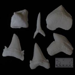 fossil shark teeth identification chart 3D Models | Page 1 | STLFinder