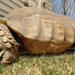 printable picture of sulcata tortoise shell 3D Models | Page 1 | STLFinder