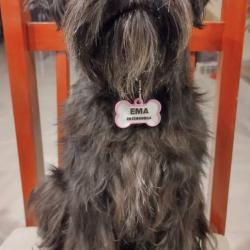 id tags for dogs 3D Models | Page 1 | STLFinder