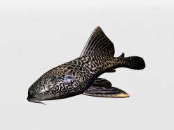 catfish 3d models | Page 1 | STLFinder
