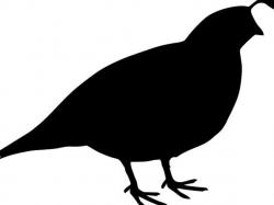 quail 3D Models | Page 1 | STLFinder