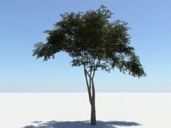 3d tree obj | Page 1 | STLFinder