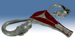 female reproductive system 3d models 【 STLFinder