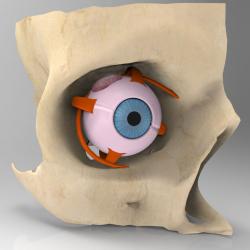 eye obj 3d models | Page 1 | STLFinder