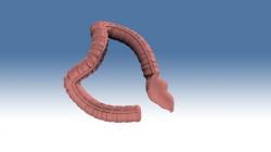 large intestine 3D Models | Page 1 | STLFinder