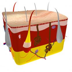 max skin 3D Models | Page 1 | STLFinder