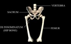 bone sacrum 3D Models | Page 1 | STLFinder