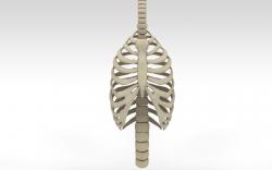 Rib Cage Accurate 3d Model with vertebrae and ribs | Page 1 | STLFinder