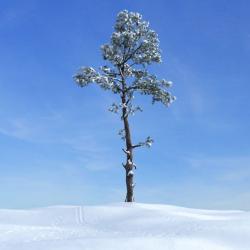 snowy fir trees 3D Models | Page 1 | STLFinder