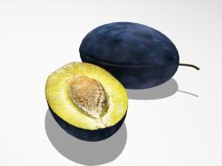 plum model | Page 1 | STLFinder