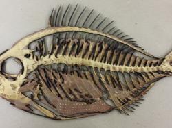 fished fish laser cut vector 3D Models | Page 1 | STLFinder