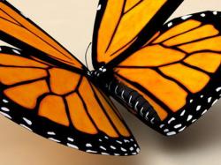 monarch models | Page 1 | STLFinder