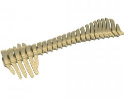 spine model 3d | Page 1 | STLFinder