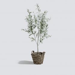 olive tree 3d model free | Page 1 | STLFinder