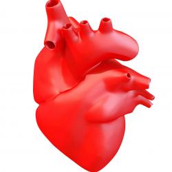 human heart printable 3D Models | Page 1 | STLFinder
