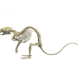 rat skeleton 3d model | Page 1 | STLFinder