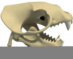 taxidermy sea lion skull 3D Models | Page 1 | STLFinder