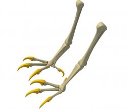 bald eagle claws 3D Models | Page 1 | STLFinder