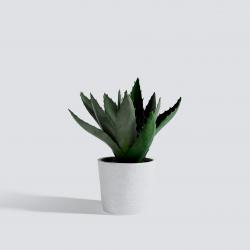 aloe capitata 3D Models | Page 1 | STLFinder