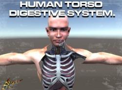 digestive system torso model | Page 1 | STLFinder
