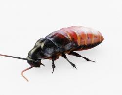 cockroach low poly rigged 3d models | Page 1 | STLFinder