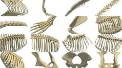 animal bones 3D Models | Page 1 | STLFinder
