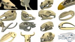 animal skull 3d models | Page 1 | STLFinder